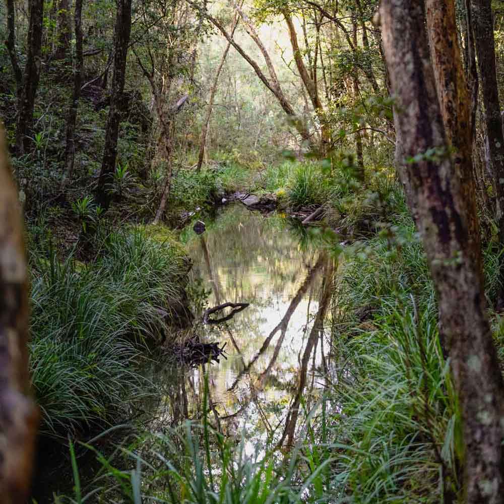 Home - Dalla Nature Reserve